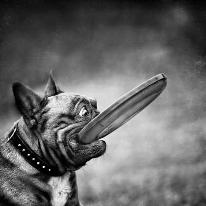 Dog getting hit with frisbee #meme #fail - Fail - Dizkover